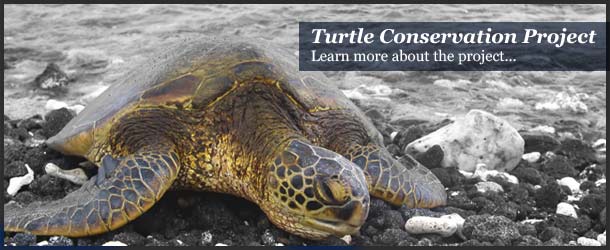 Australian Government Funds Turtle Conservation in Fiji | MES Fiji